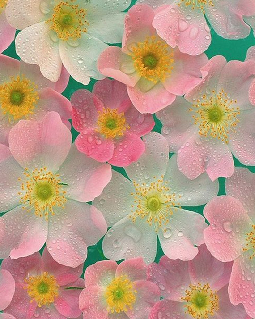 7 HEALING FLOWERS USED IN TRADITIONAL CHINESE MEDICINE