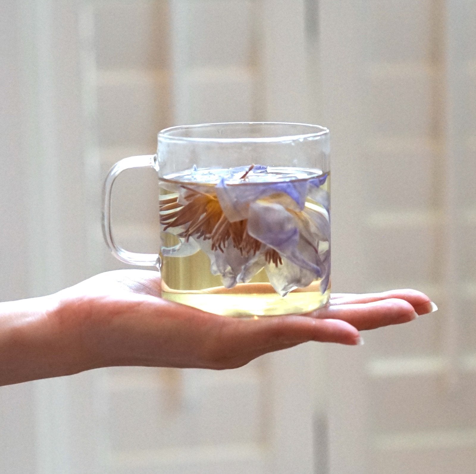 The History and Healing Power of Lotus