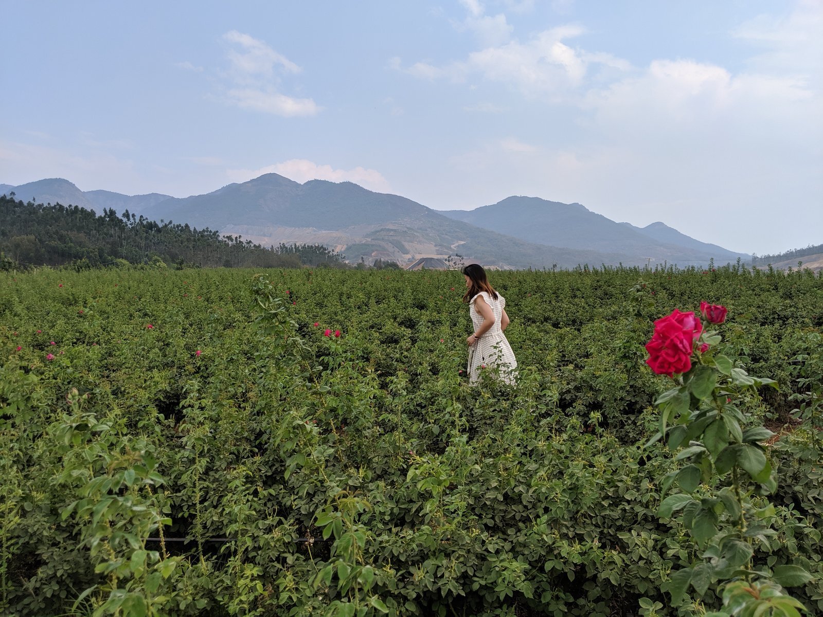 SHANGRI-LA ROSE FARM VISIT!